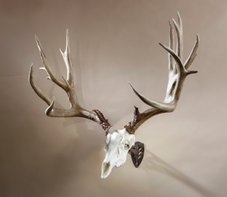 DIY European Deer Mount: How To Mount Your Own Deer Skull - Skull Hooker