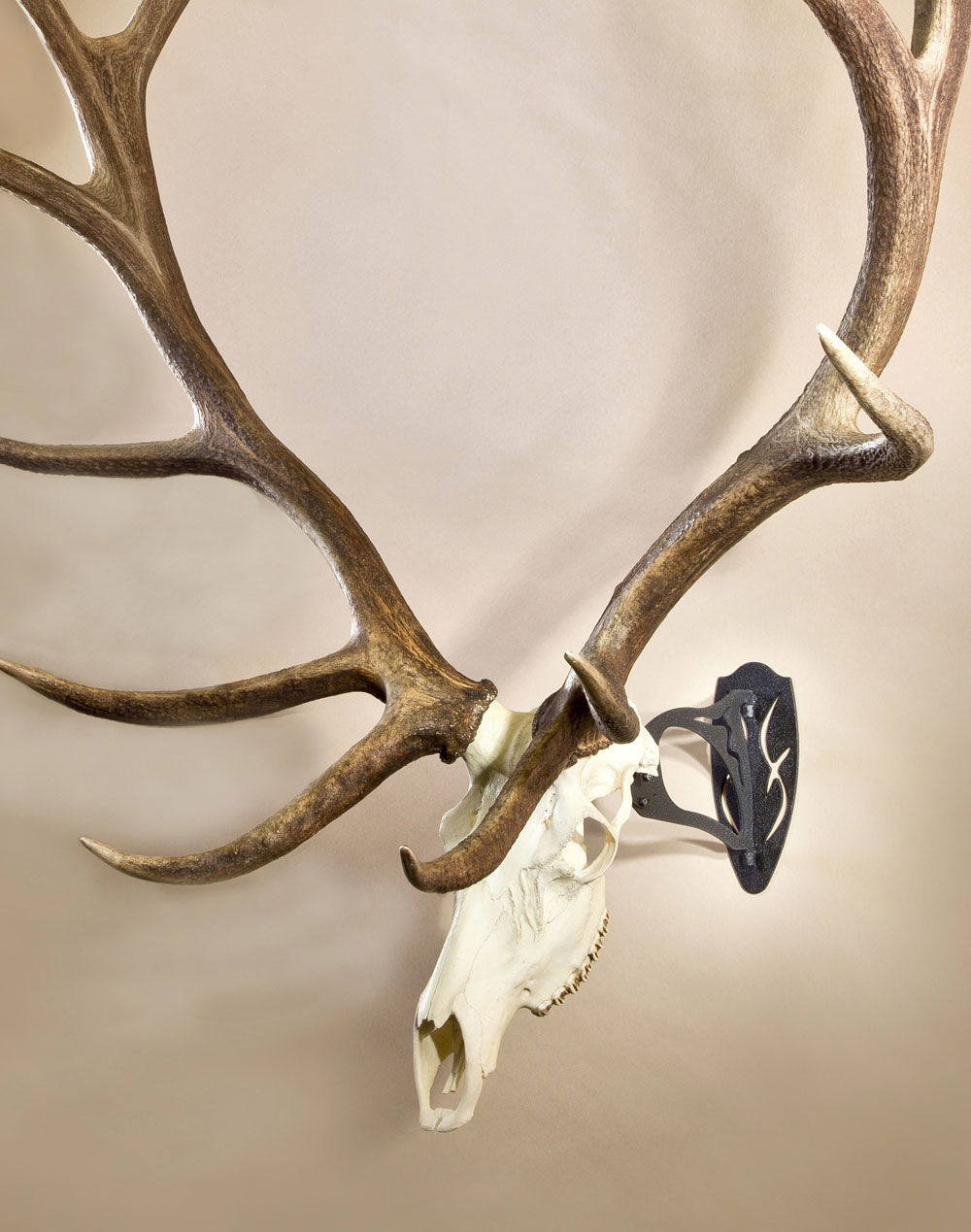 Elk Skull Images