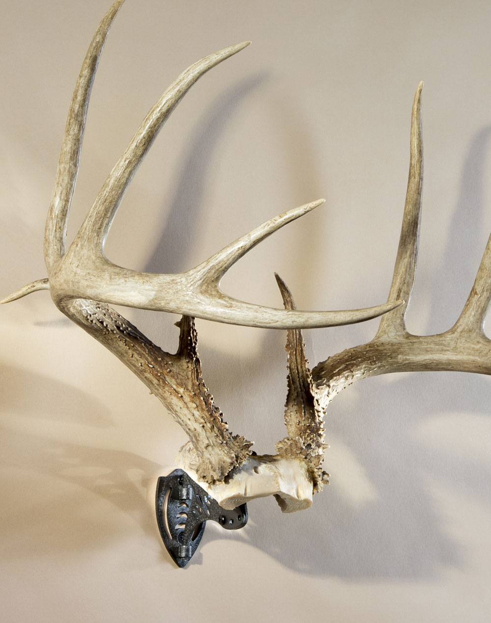 Deer Skull Cap Mount