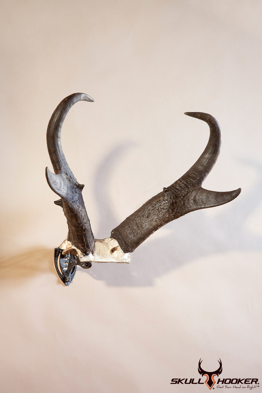 Deer Antler Mounting Bracket Adjustable Shoulder Mount KUAFU Trophy ...