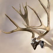 Skull Cap | Skull Hooker | European Skull Bracket System, Skull Hanger ...