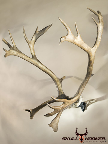 XXL Bone Bracket | Skull Hooker | European Skull Bracket System, Skull ...