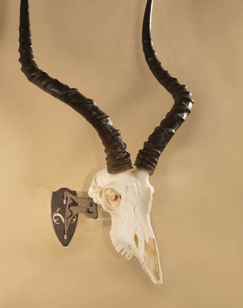 Warthog Skull Mount
