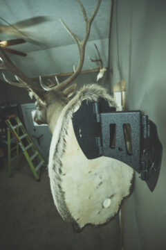 Large Shoulder Mount - Large Game Trophy Mount By Skull Hooker