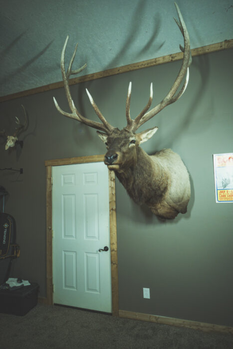 Large Shoulder Mount - Large Game Trophy Mount By Skull Hooker