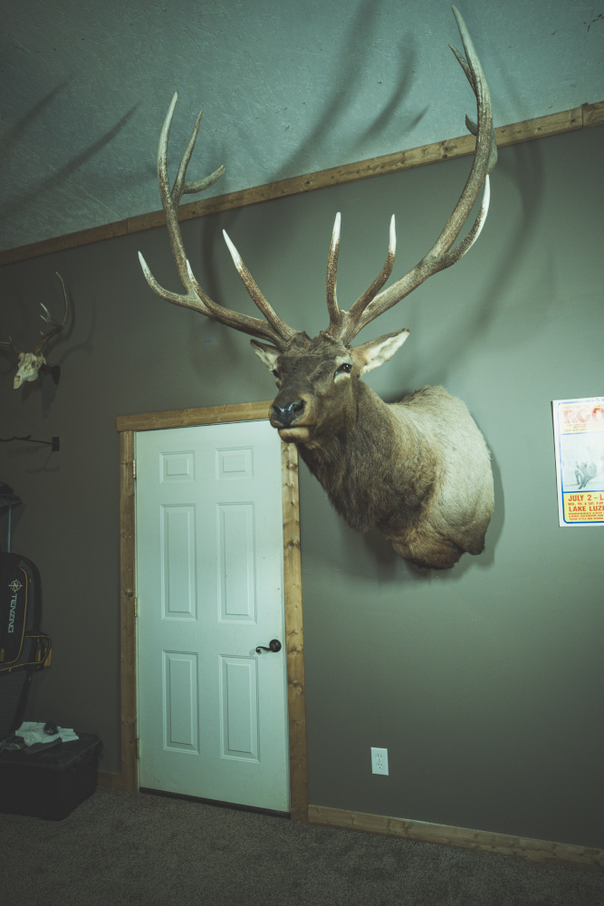 Mounted Elk