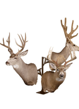 Skull Hooker | Professionally Crafted Skull Mounting Solutions