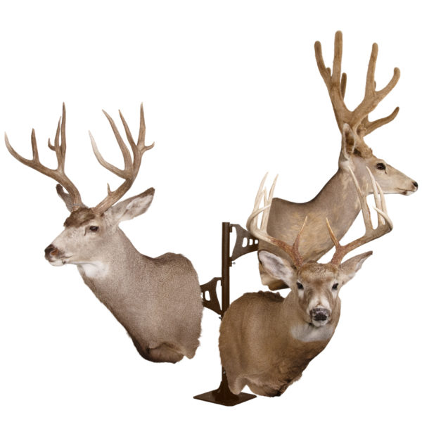 Skull Hooker | Professionally Crafted Skull Mounting Solutions