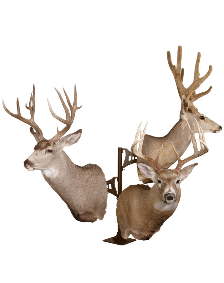 Trophy Tree Shoulder Pedestal Mount - Skull Hooker